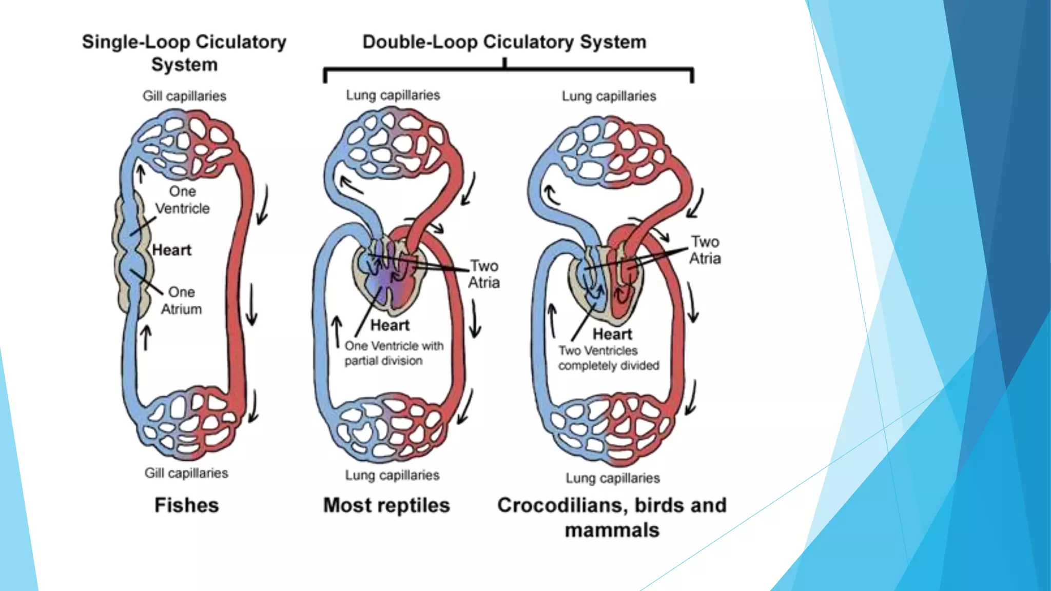 Biology presentation circulatory system new | PPTX | Heart and ...