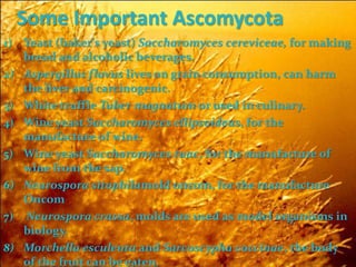 Biology presentation group ascomycota | PPT