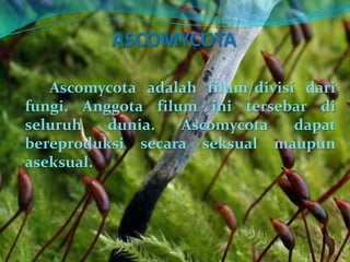 Biology presentation group ascomycota | PPT