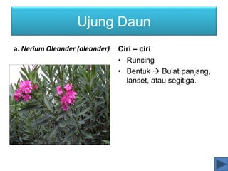 Biology presentation (morphology or leaf and flower) | PPTX