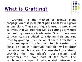 Plant Grafting | PPT