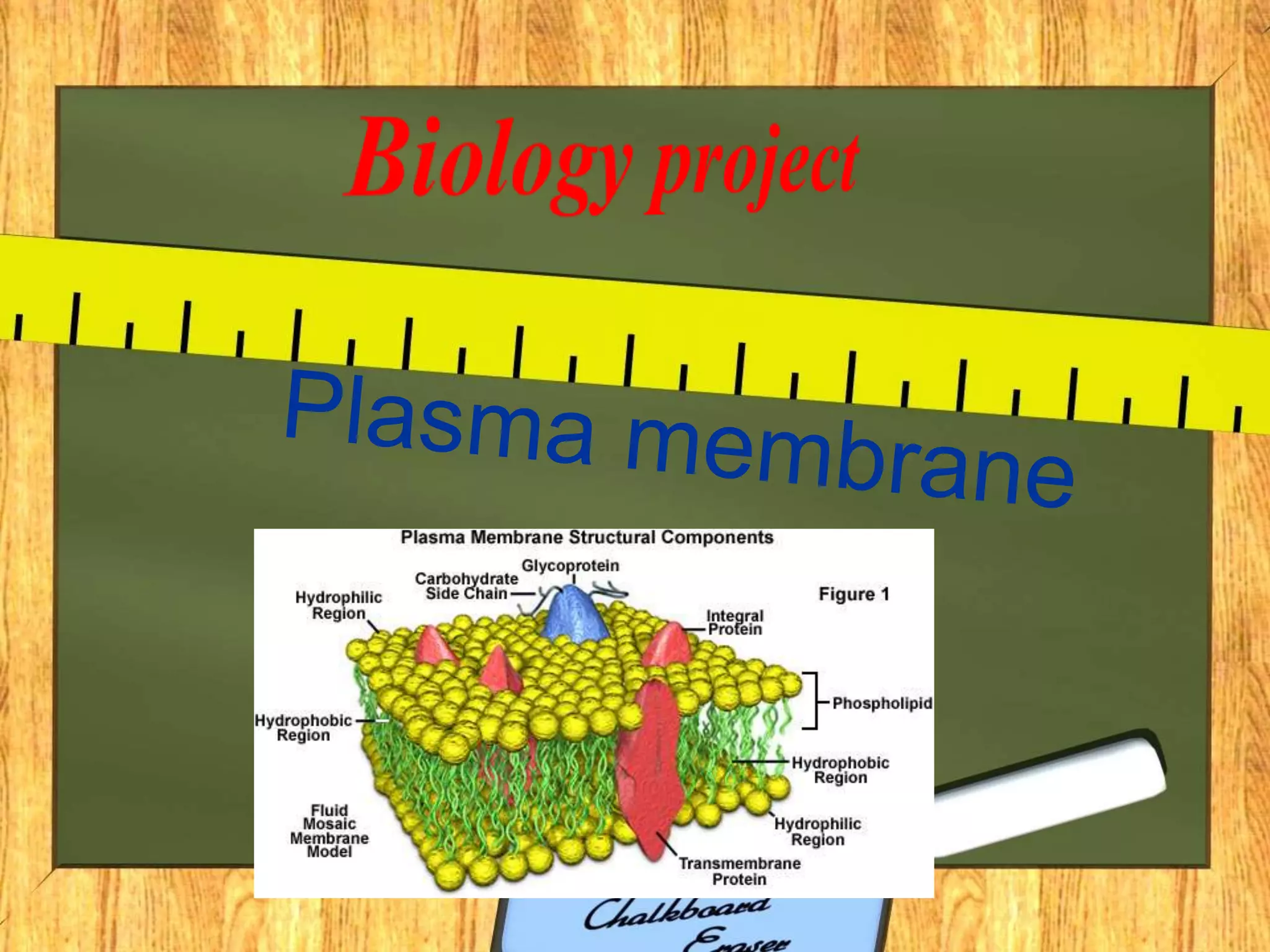 plasma membrane | PPTX