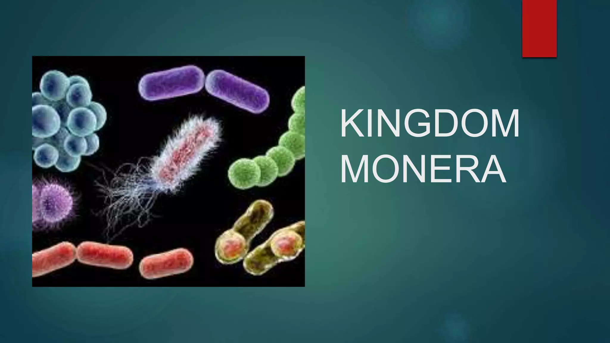 Biology project on Kingdom Monera | PPTX