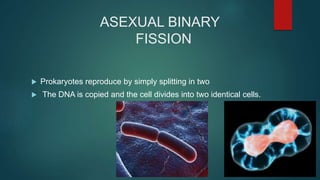 Biology project on Kingdom Monera | PPTX