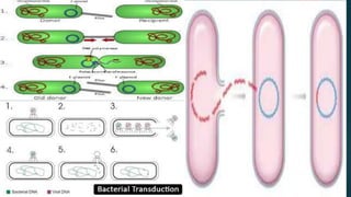 Biology project on Kingdom Monera | PPTX