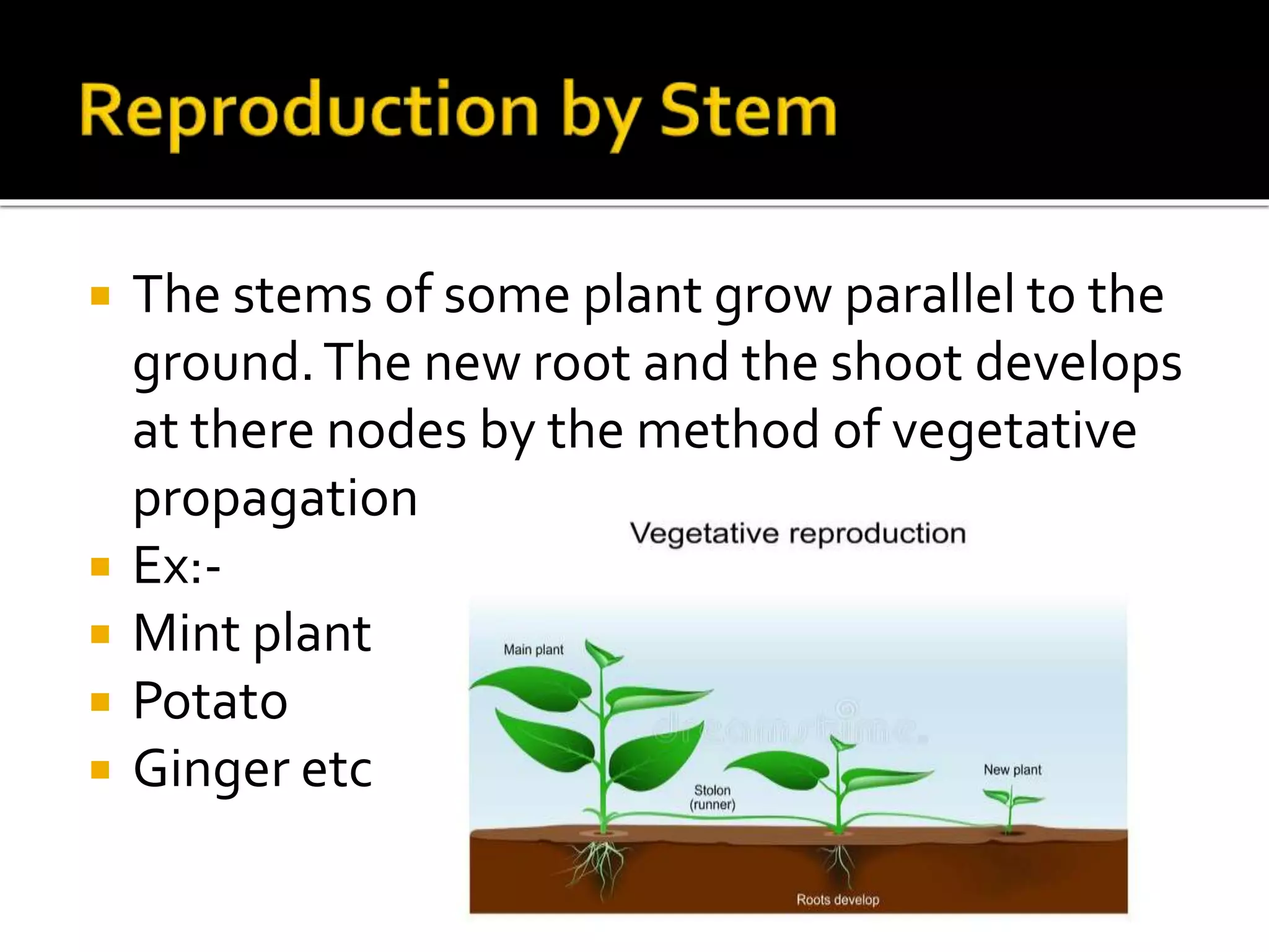 Vegetative Propagation artificial and natural | PPTX