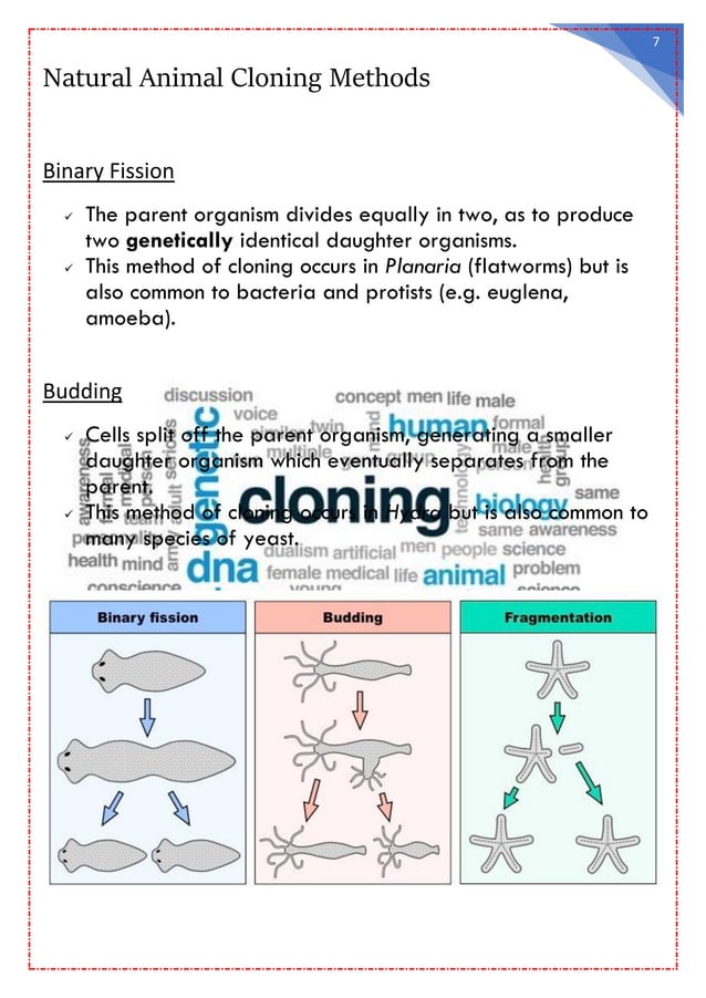 "Cloning 101" -Biology investigatory project (class 12) | PDF ...