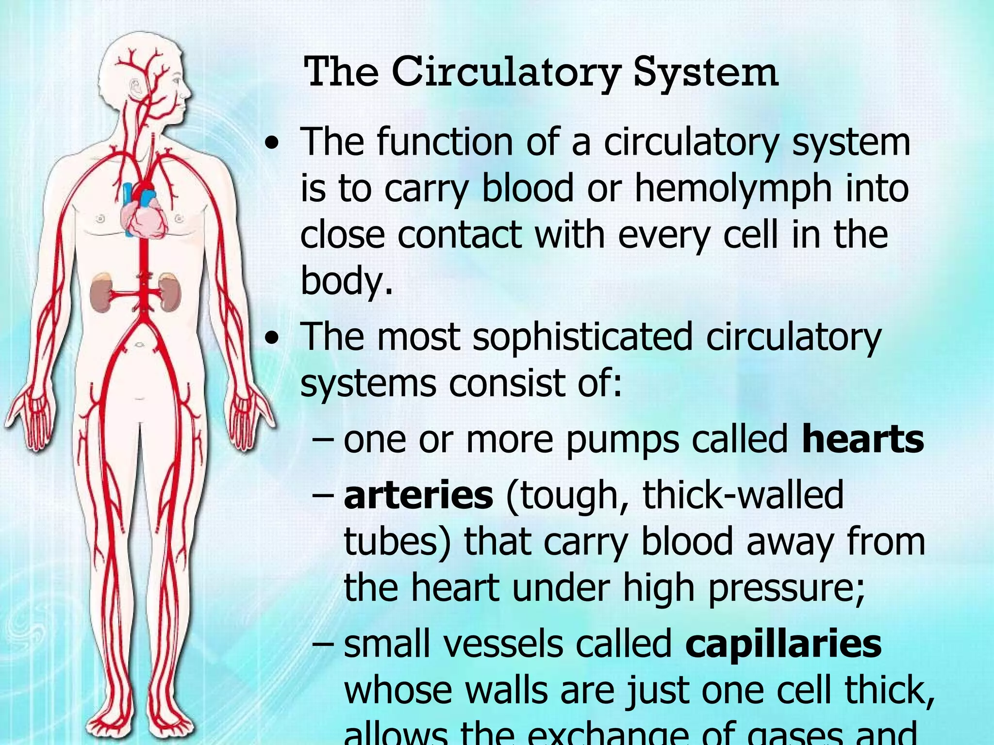 Biology Project [Circulatory System] Vijay Raja Std Vii Navdeep With ...