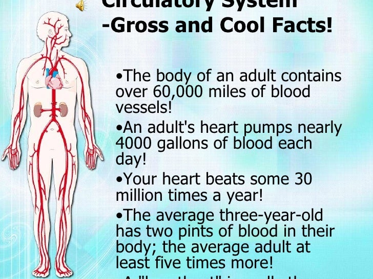 Circulatory System Interesting Facts Circulatory System Interesting Facts