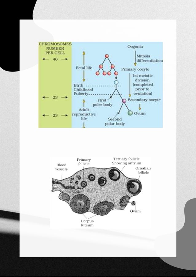 BIOLOGY PROJECT FILE.pdf