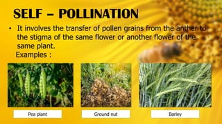 pollination.pdf