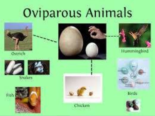 reproduction in animals