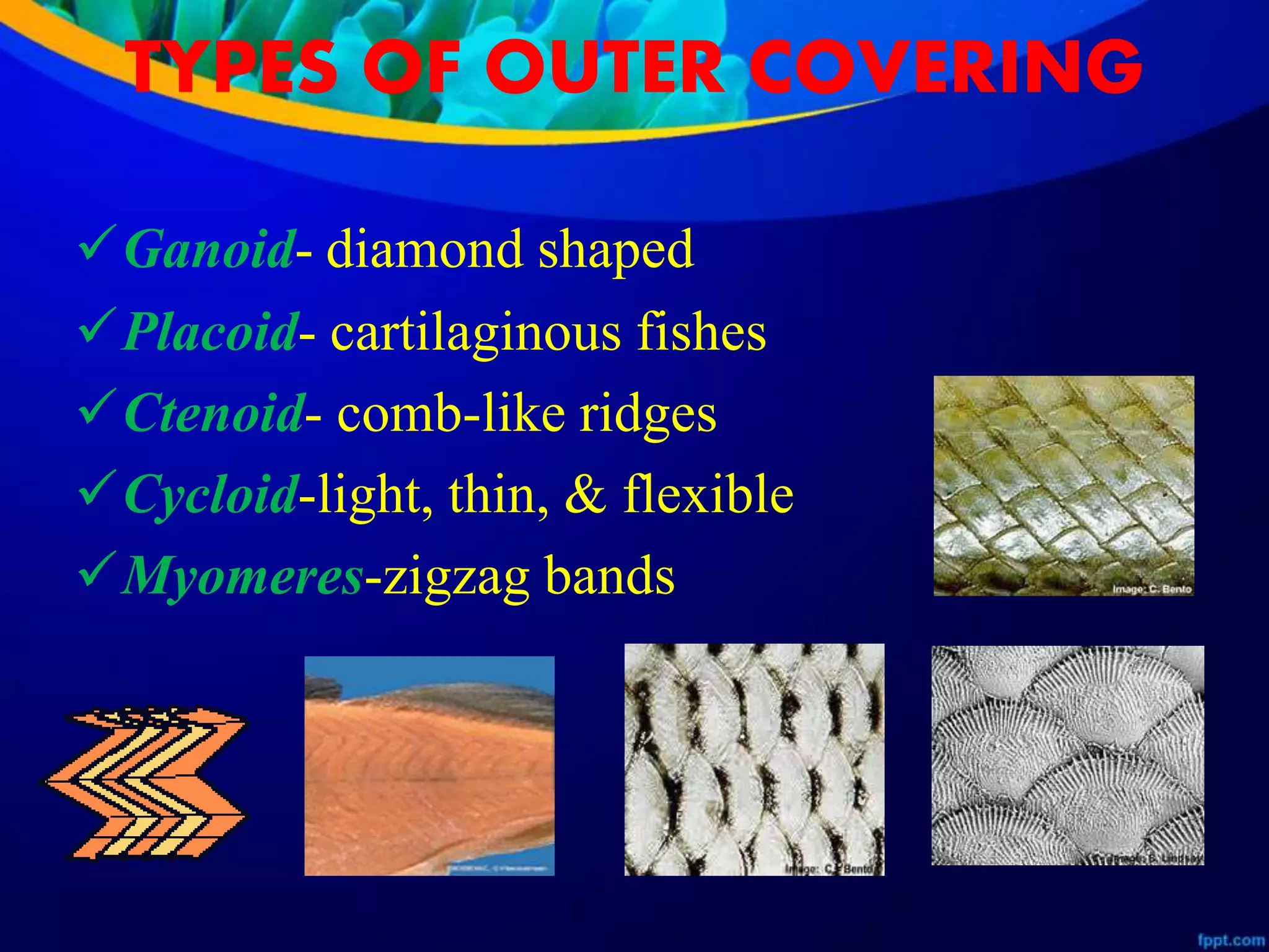 Class Actinopterygii and Class Sarcopterygii | PPTX