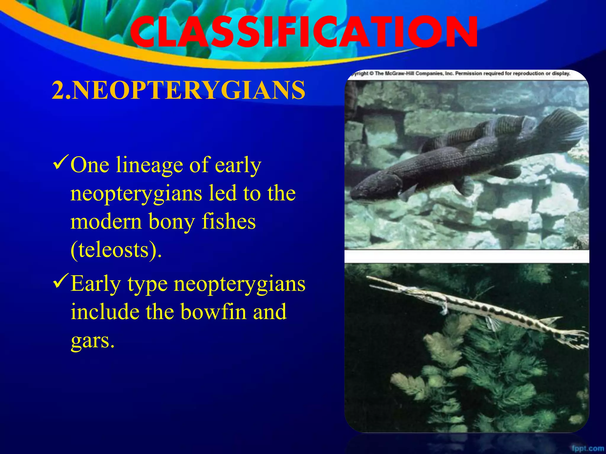 Class Actinopterygii and Class Sarcopterygii | PPTX