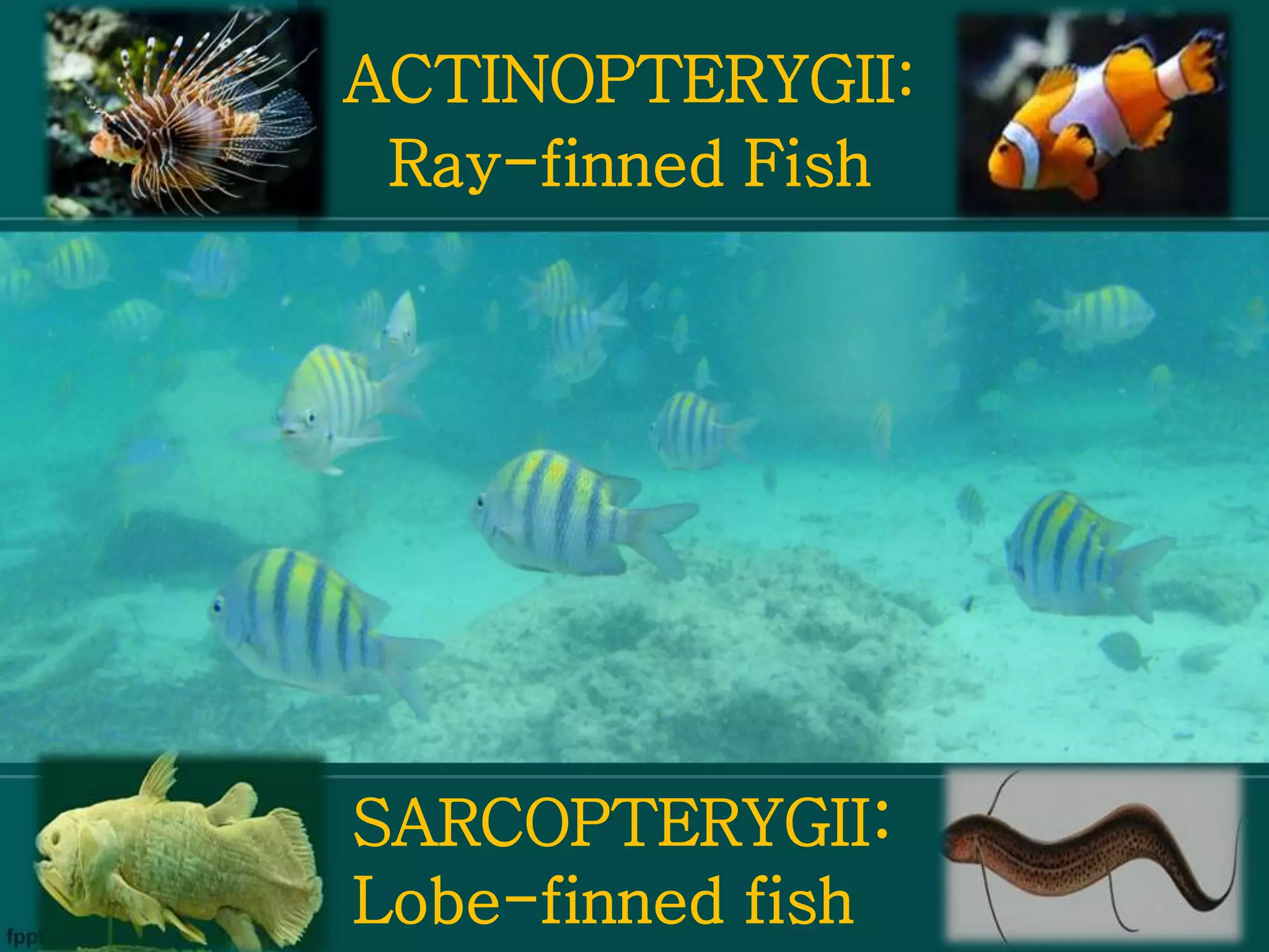 Class Actinopterygii and Class Sarcopterygii | PPTX