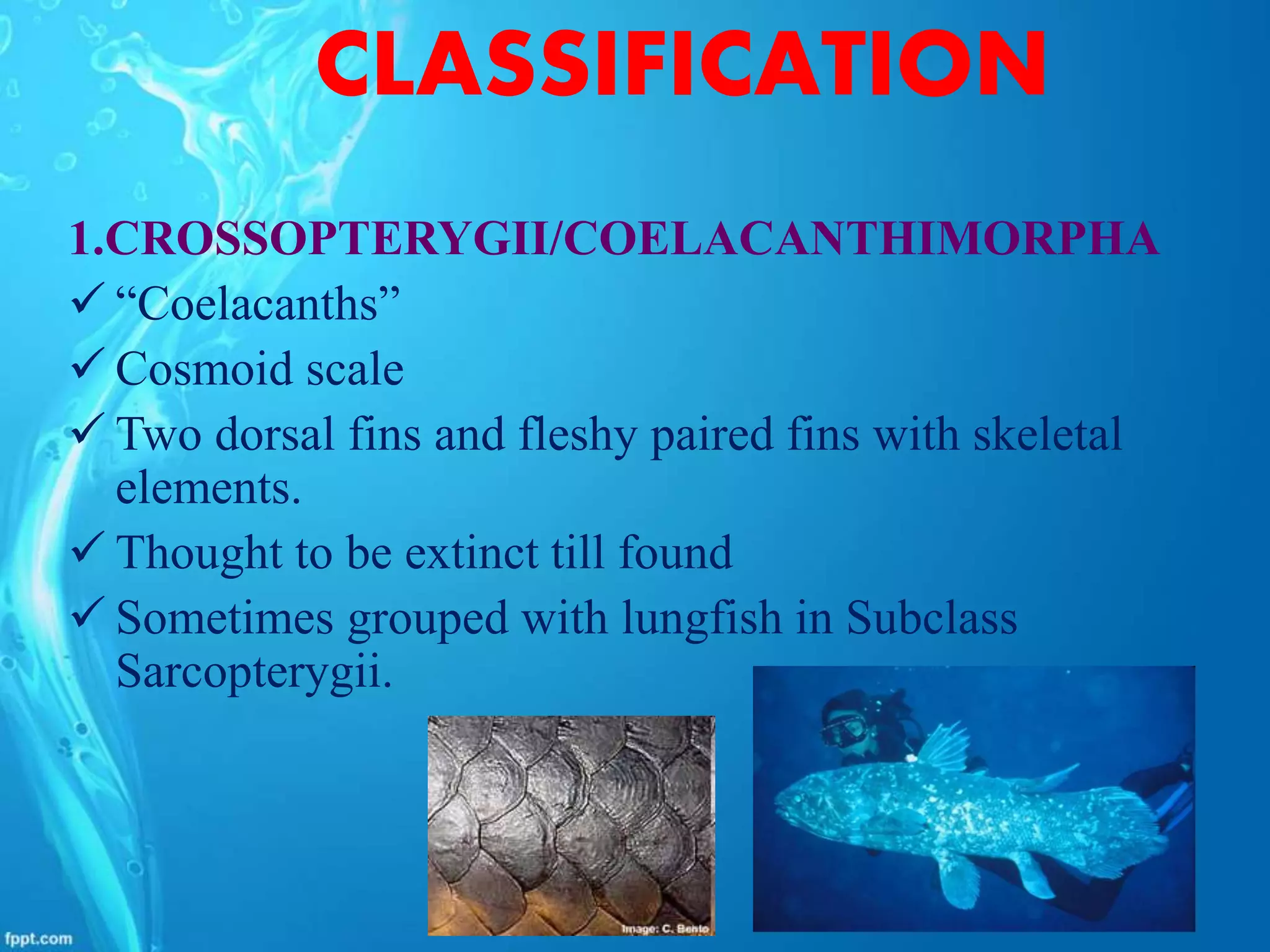Class Actinopterygii and Class Sarcopterygii | PPTX
