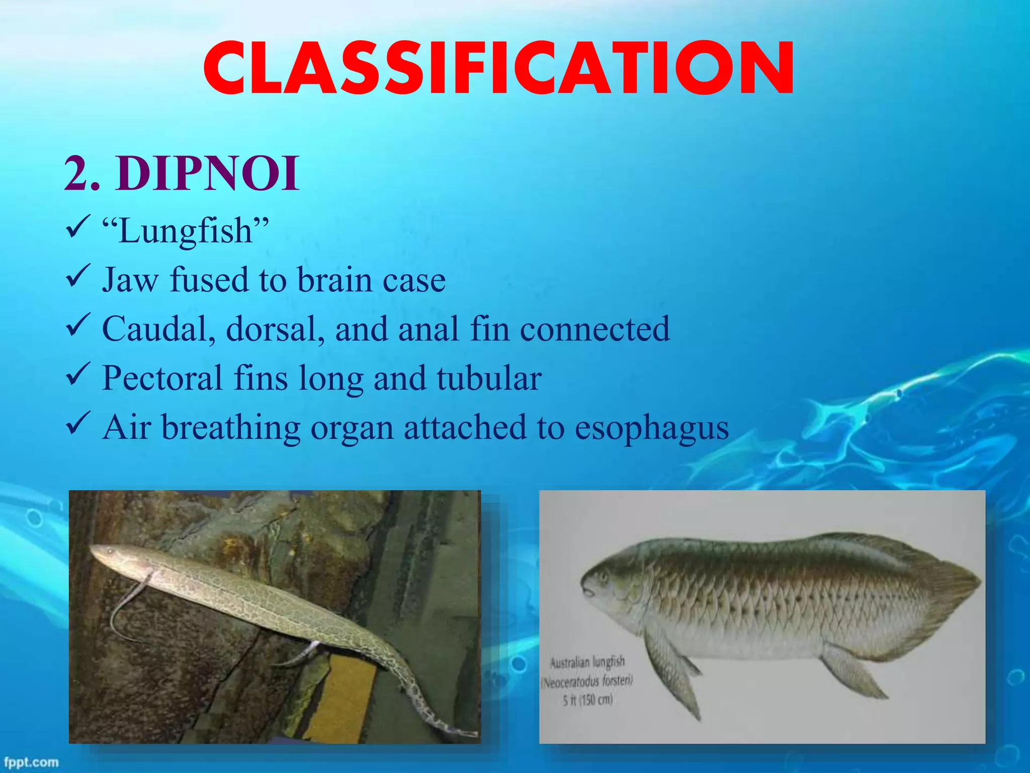 Class Actinopterygii and Class Sarcopterygii | PPTX