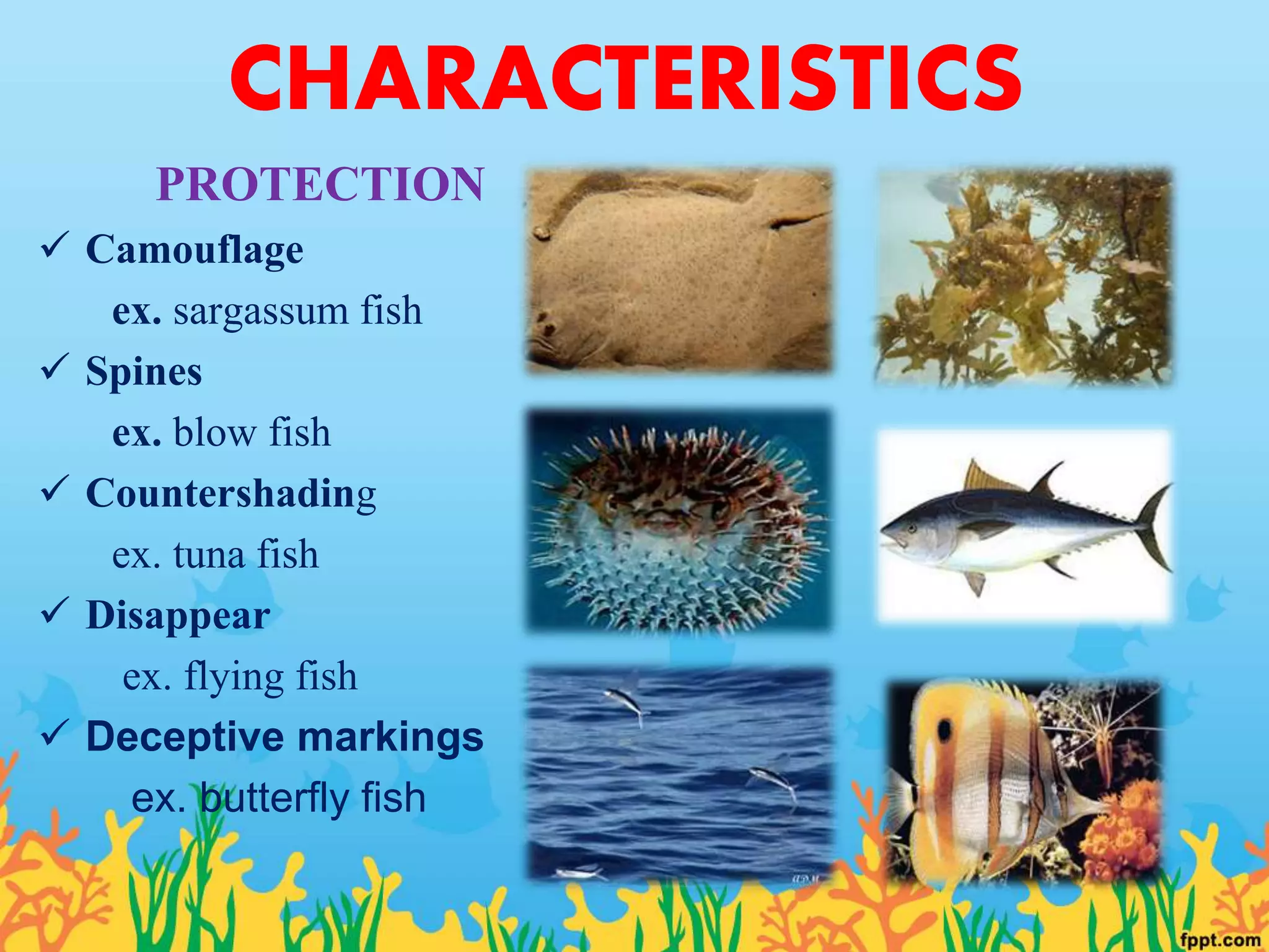 Class Actinopterygii and Class Sarcopterygii | PPTX