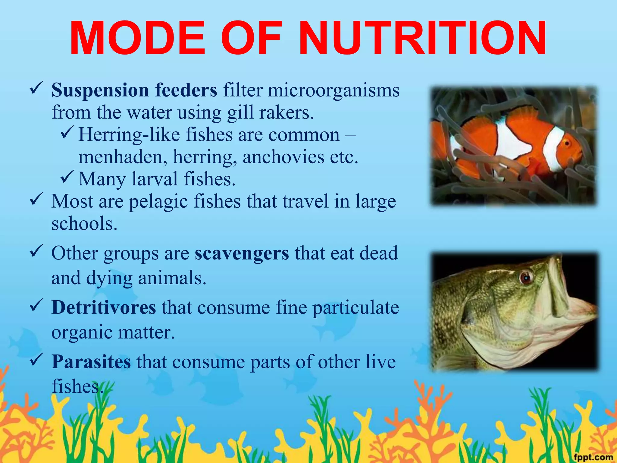 Class Actinopterygii and Class Sarcopterygii | PPTX