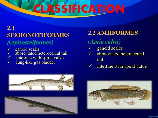 Class Actinopterygii and Class Sarcopterygii
