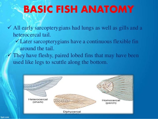 Class Actinopterygii and Class Sarcopterygii