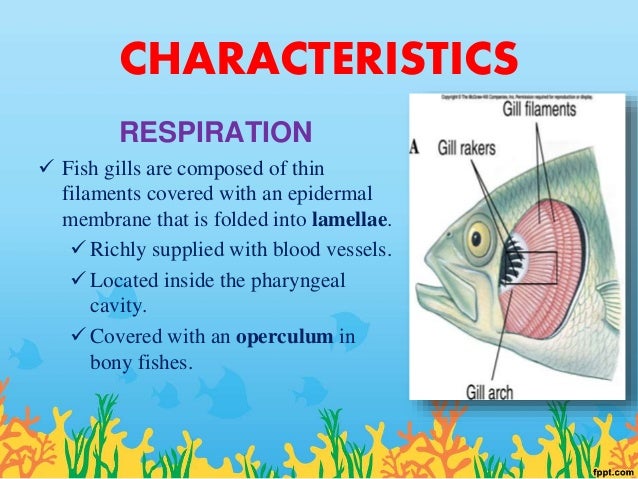 Fish Characteristics