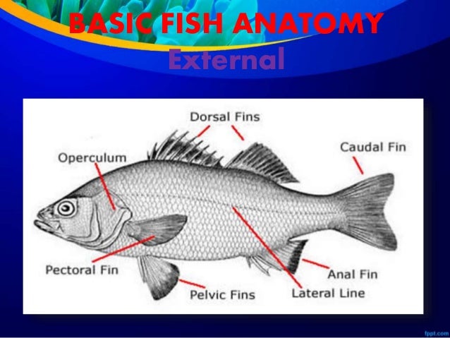 Class Actinopterygii and Class Sarcopterygii