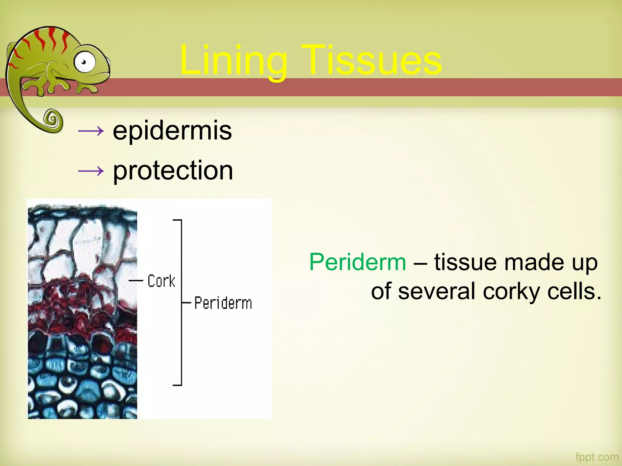 Biology report plant tissue | PPT