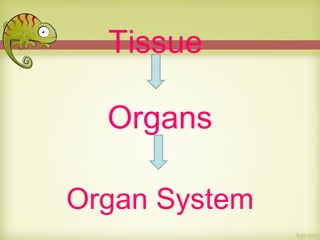 Biology report plant tissue | PPT