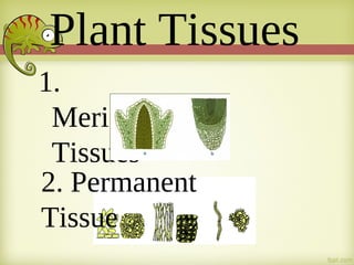 Biology report plant tissue | PPT