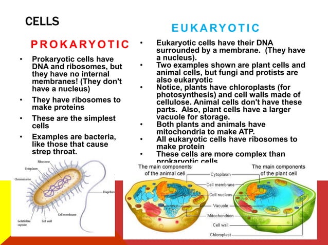 NC Biology EOC Review | PPT