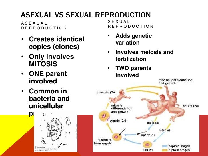 NC Biology EOC Review