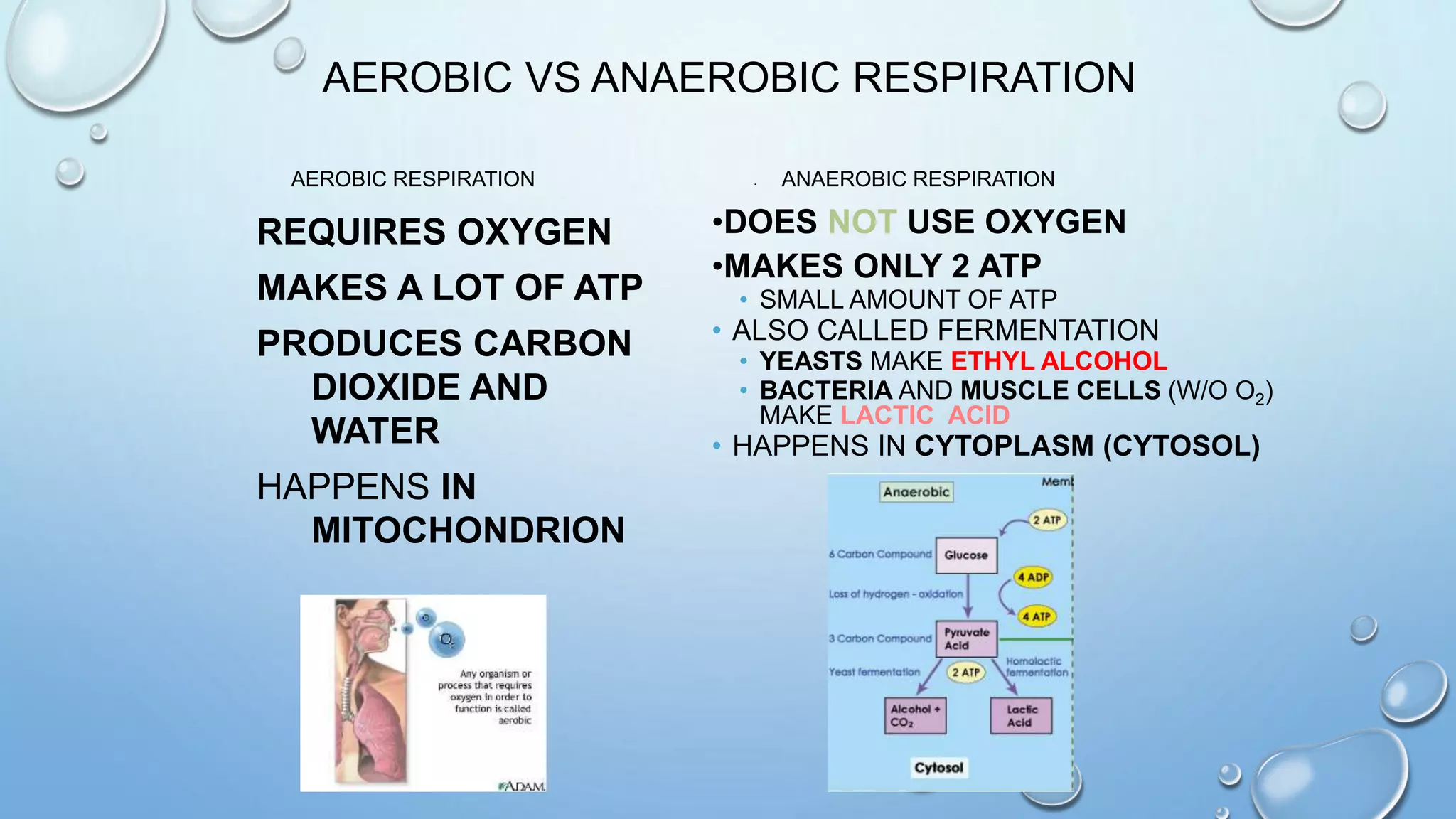 Biology review units 1 6 | PPTX