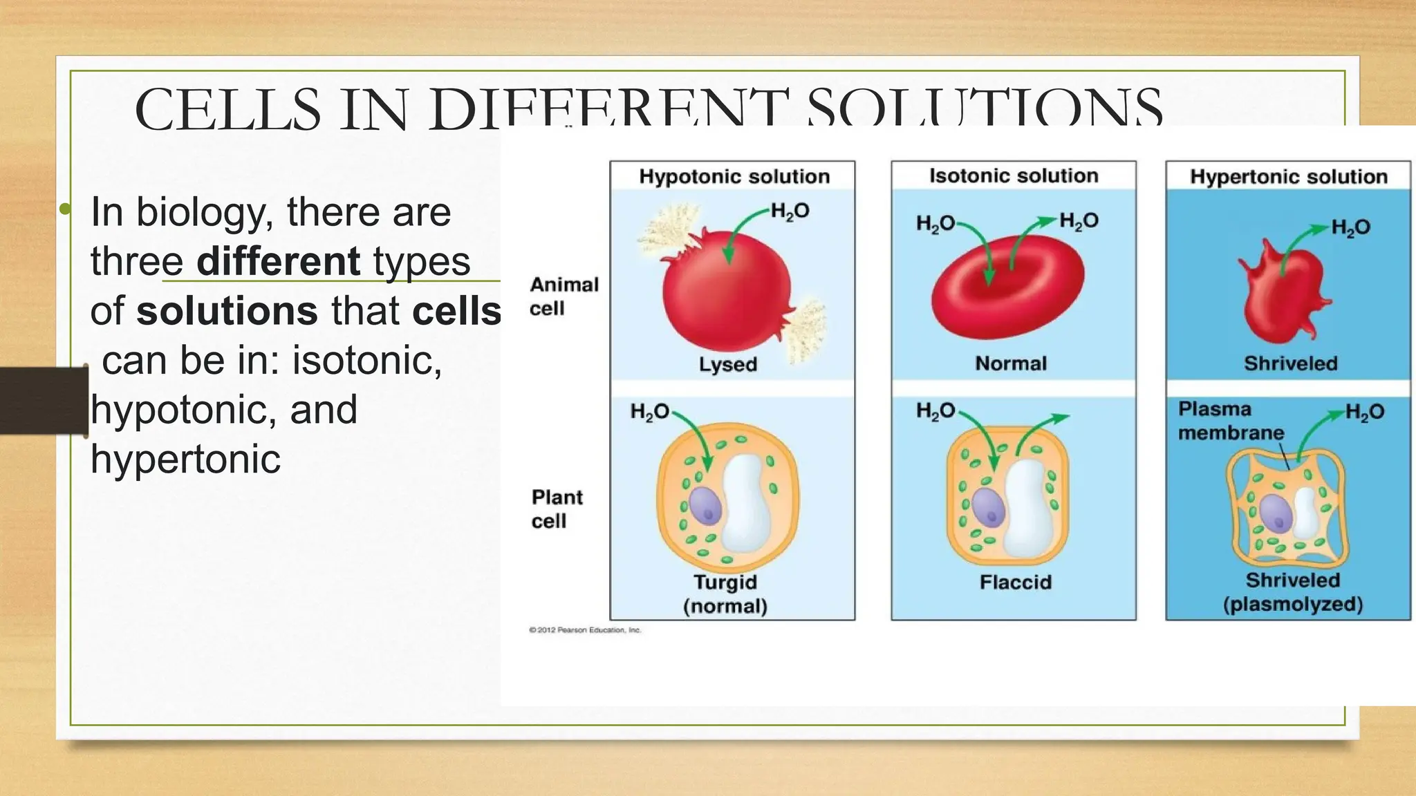 BIOLOGY REVISION.pptx for grade 10 and 1 CSEC classes | PPTX