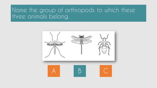 Classification of living organisms - IGCSE - Biology - Questions | PDF