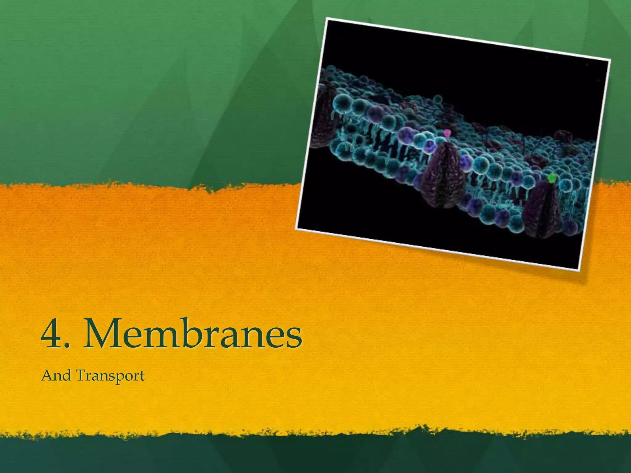 AS Level Biology - 4) Membranes | PPTX