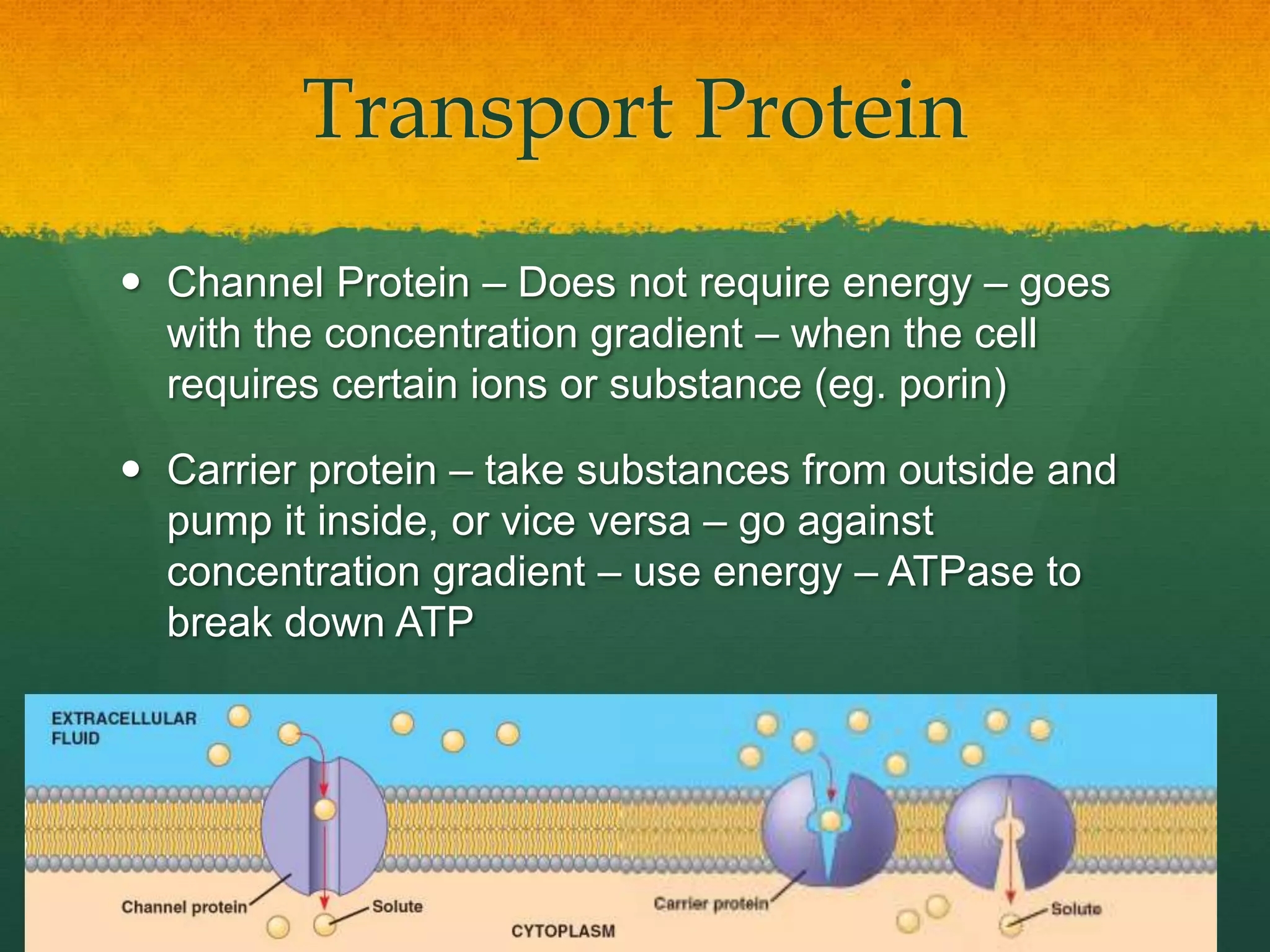 As Level Biology 4 Membranes Pptx