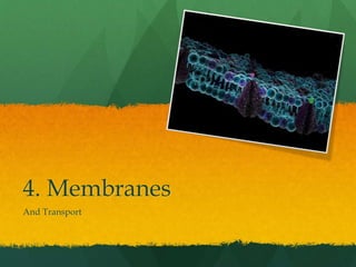 AS Level Biology - 4) Membranes | PPTX