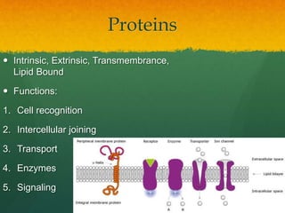 AS Level Biology - 4) Membranes | PPTX