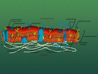 AS Level Biology - 4) Membranes | PPTX