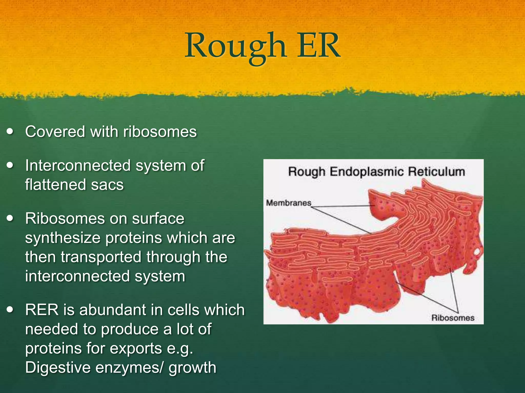 AS Level Biology - 2) Cell Structures | PPTX