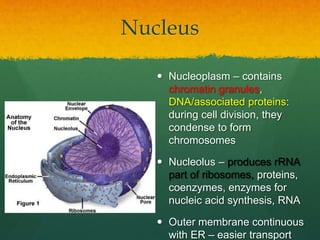 AS Level Biology - 2) Cell Structures | PPTX