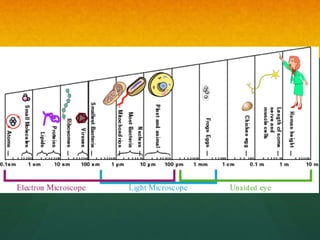 AS Level Biology - 2) Cell Structures | PPTX