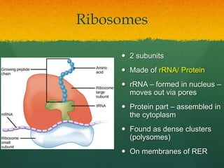 AS Level Biology - 2) Cell Structures | PPT