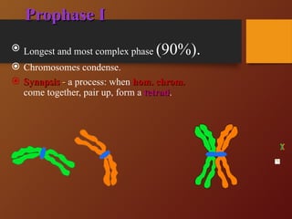Biology second quarter Meiosis and chromosomes .ppt