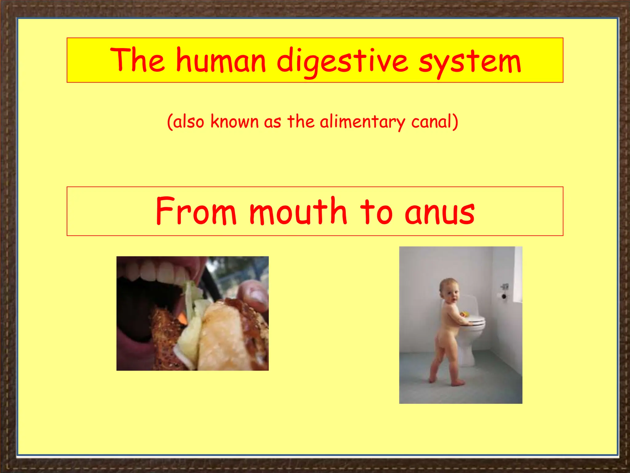 IGCSE CIE Nutrition Biology PowerPoint Presentation | PPT