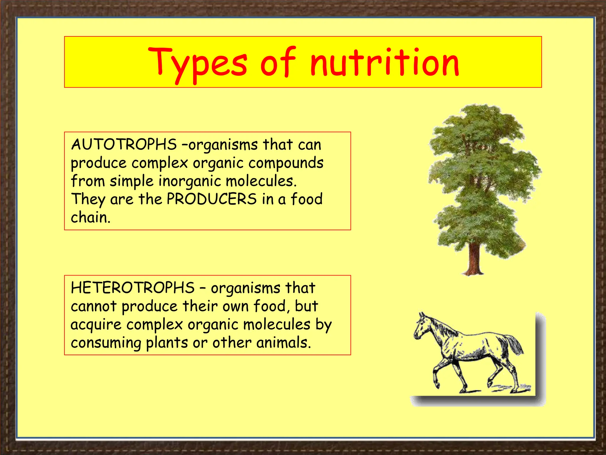 IGCSE CIE Nutrition Biology PowerPoint Presentation | PPT