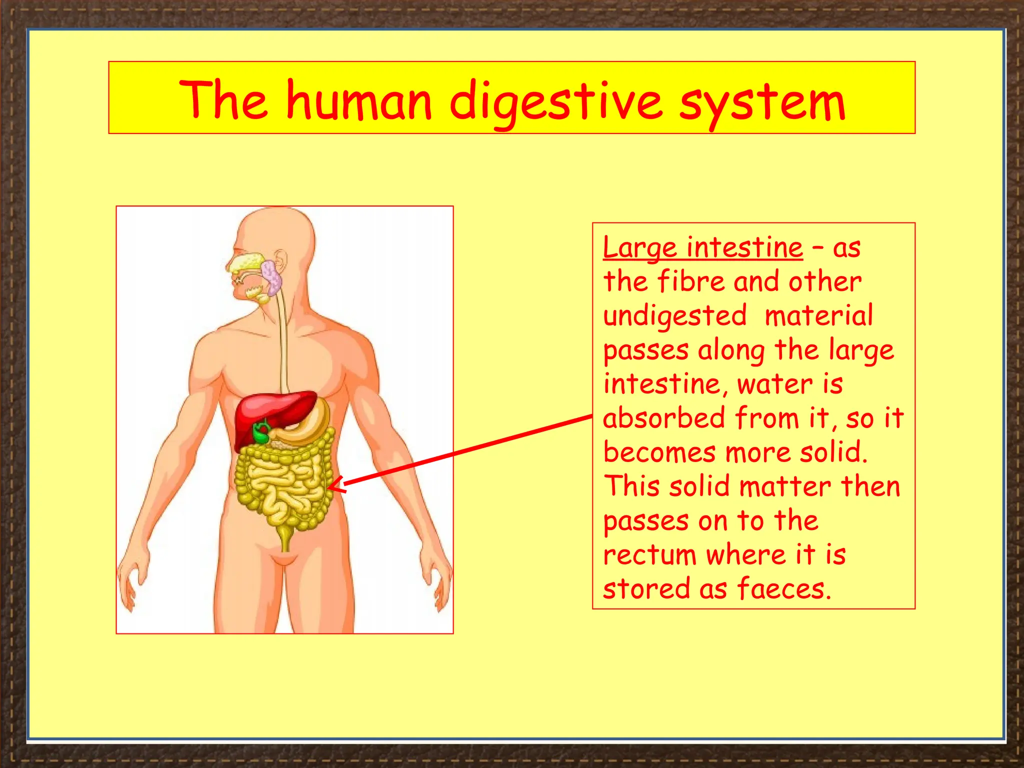 Biology Section 2 Lesson 3 derails lesson | PPT