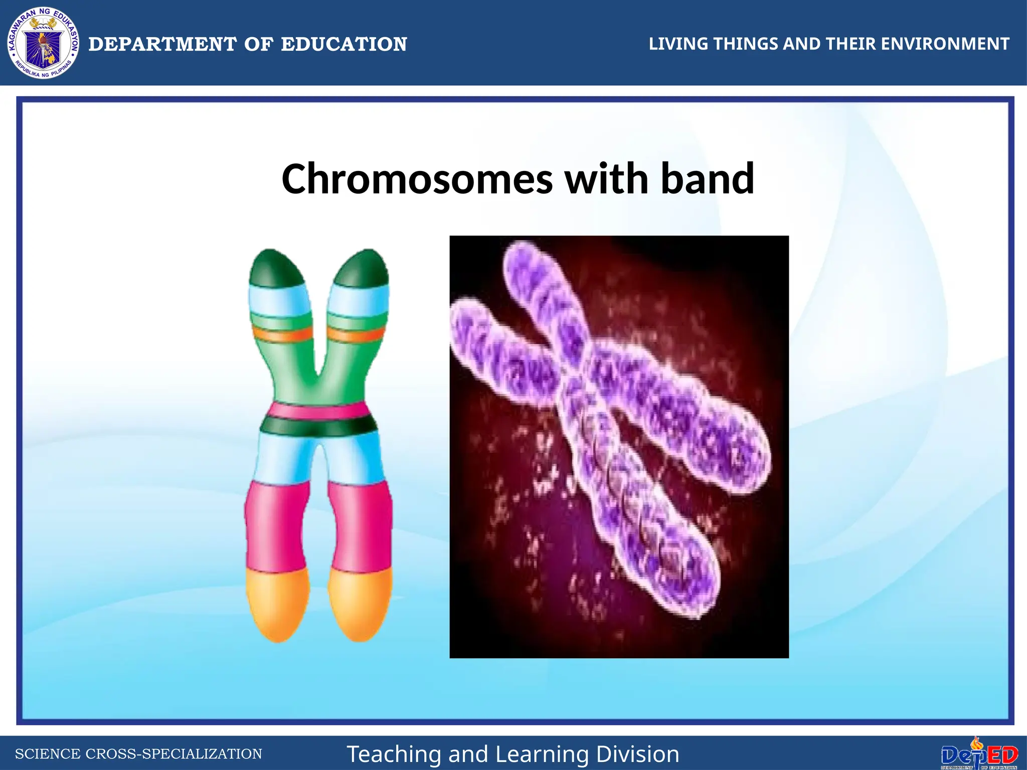 Biology Session Chromosomes Powerpoint Pptx
