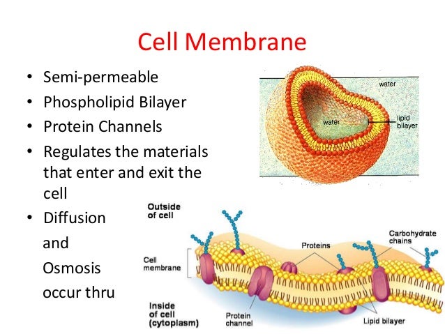 Biology sol review 2014